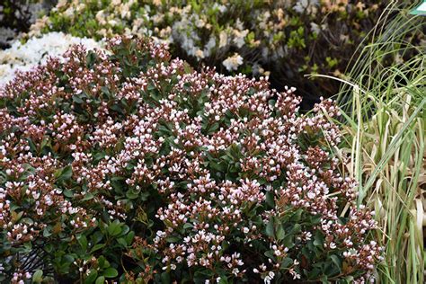 Rhaphiolepis Indica Pink Lady Armstrong Garden Centers