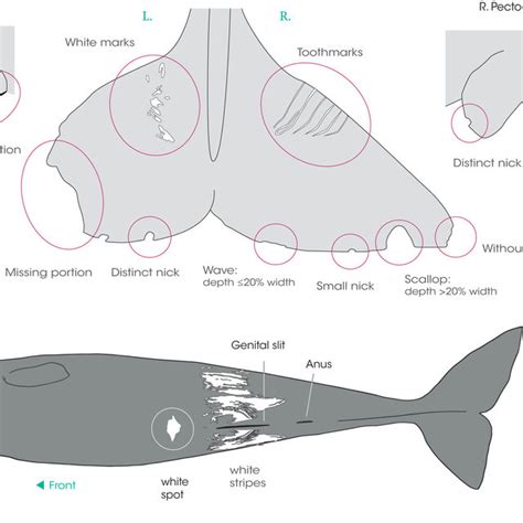 Morphological Markers Sex Cutting Patterns Of The Fins And