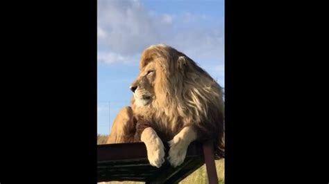 Video Of Lion Sunbathing Goes Viral The Reason Will Amuse You