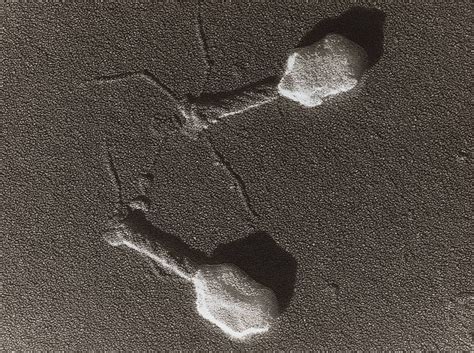 High Res Image Of The Lambda Bacteriophage Biology