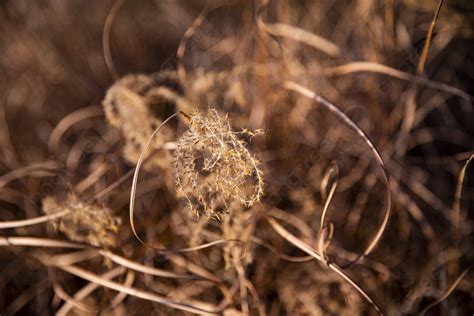 Landscape Photography Reed Grass Background Reed Grass Scenery