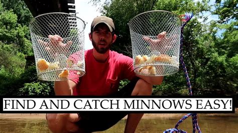 What Do You Feed Bait Minnows At Patrick Lauzon Blog