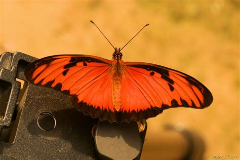 Juno Longwing Butterfly Around The World With Marty Essen