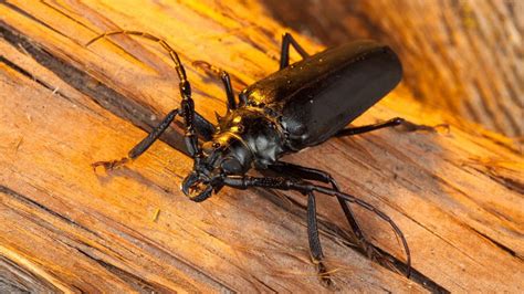 Insects And Arizona Monsoon Season What You Need To Know Az Big Media