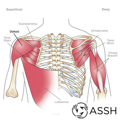 Hand Anatomy Shoulder Anatomy Shoulder Muscle Anatomy Muscle Diagram
