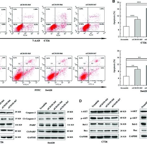 Cd155 Expression In Crc Tissues And Cell Lines A Expression Levels