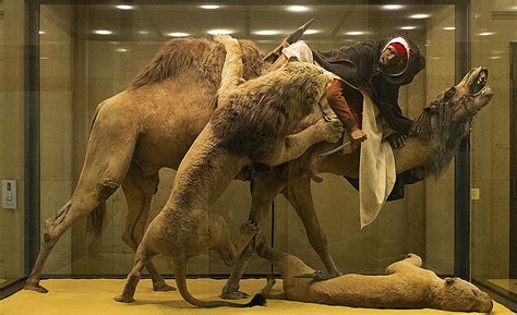 File Lion Attacking A Dromedary Full  Wikimedia Commons