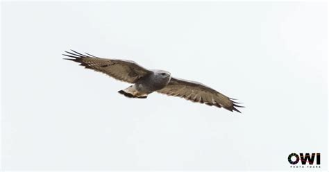 Variable Hawk Geranoaetus Polyosoma 2026