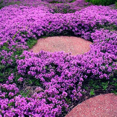 Creeping Thyme Seeds The Perfect Low Maintenance Ground Cover