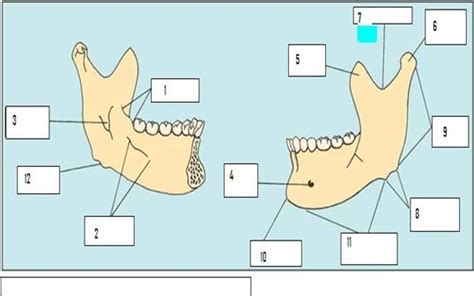Mandibular Diagram Quizlet