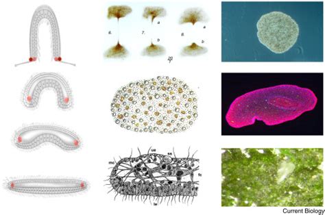 Placozoa Current Biology