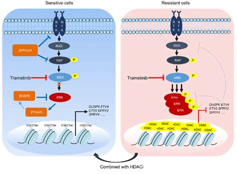 Schematic Model Illustrating The Role Of Enhancer Reprogramming In Download Scientific Diagram