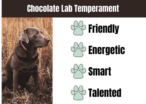 An Introduction To Chocolate Labs Infinity Pups