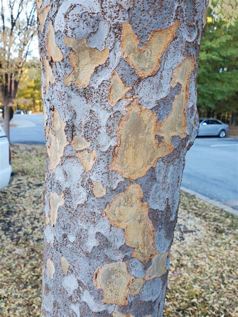 What Does Elm Tree Bark Look Like
