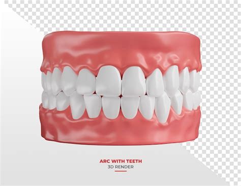 Premium Psd Dental Arch With White Teeth In 3d Render With
