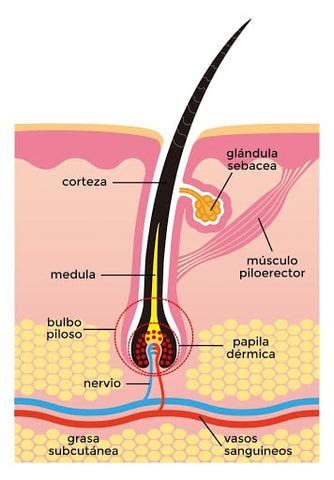 Estructura Del Cabello Conoce Las Partes Y Funciones Pyt