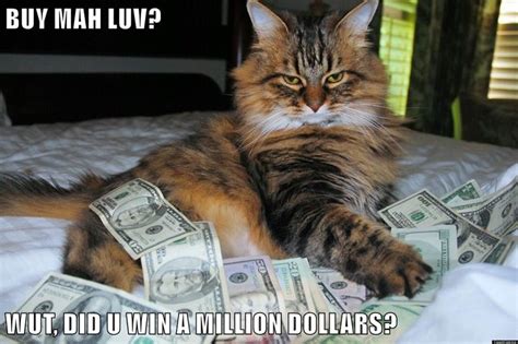 The Best Cat Money Memes For 2019