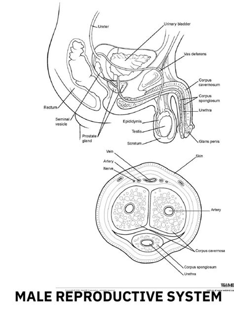 Diagram Of Male Reproductive System Anatomy Anatomy 101 Anatomy