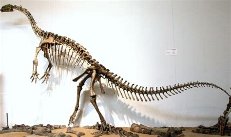 Plateosaurus A Dinosaur That Laid Foundations Prehistoric Otter