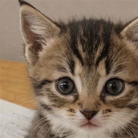 Chat With Pixie Text Or Voice Enjoy Ai Chat Free And Safe