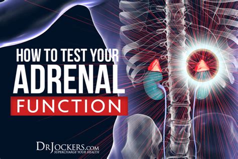 How To Test Your Adrenal Function