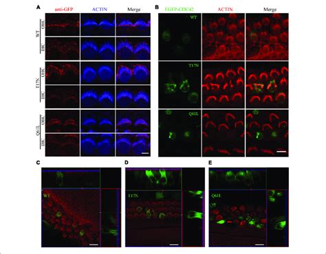 Constitutively Active Cdc42 Mutant Leads To Enhanced Stereocilia