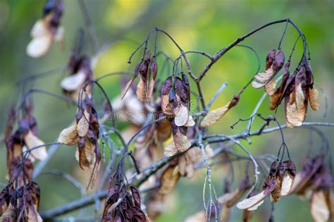 Amur Maple Acer Ginnala Stock Illustration Illustration Of Autumn 341058875