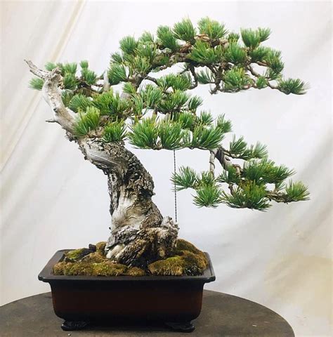 Before And After Bonsai Todds Limber Pine Plus Notes On A 3 000 Year Stone Lantern