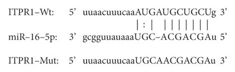 Itpr1 Is Directly Targeted By Mir 16 5p A The Possible Mrnas Binding