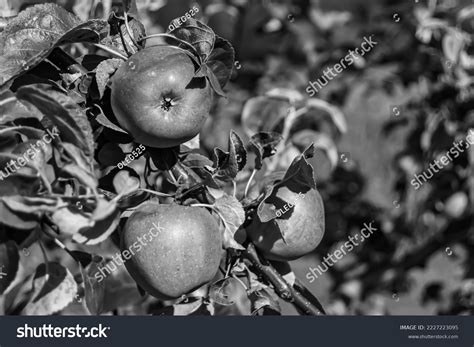 Apple Black And White Photography