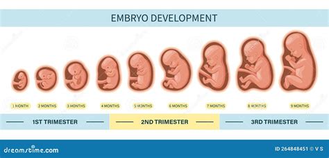 Embrião No útero Desenvolvimento E Crescimento Do Feto Em Diferentes