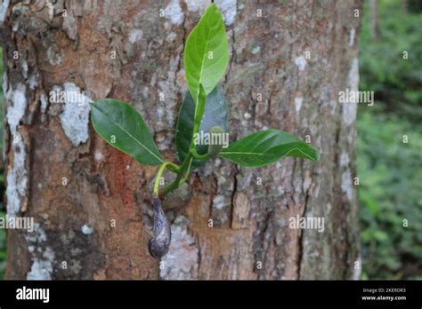 A Jack Fruit Flower Bud Grows On A Small Branch Emerged From Large Jack