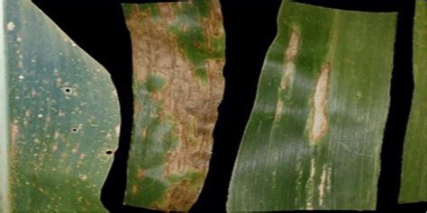 Variation Of Symptoms Of Southern Corn Leaf Blight 5 Download