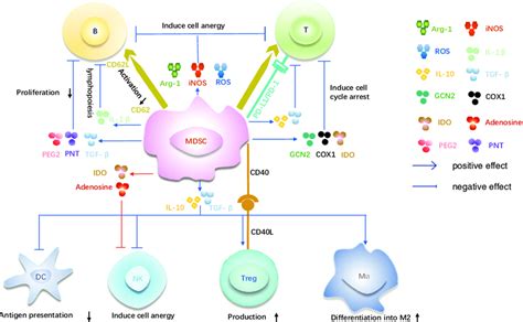 Function Of Mdscs T Cell Mdscs Can Promote Immune Suppression By