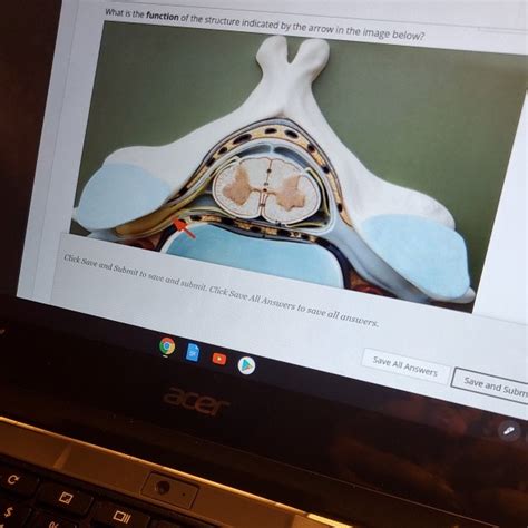 Solved Identify The Structure Indicated By The Arrow In The