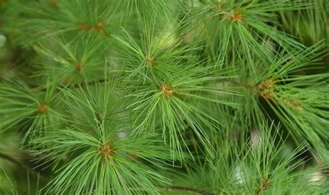 Identifying Conifers Schlitz Audubon