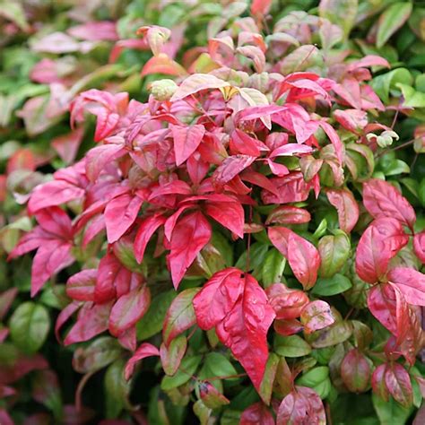 Fire Power Heavenly Bamboo Shrub Plant Nandina Domestica 2l Pot