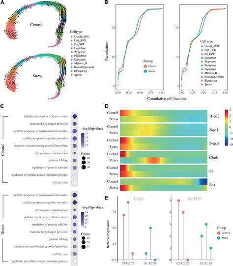 Single Cell Transcriptome Profiling Implicates The Psychological Stress Induced Disruption Of