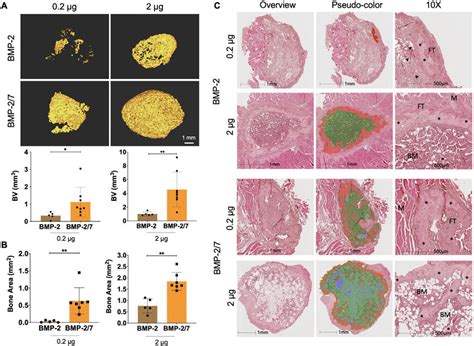 Comparison Of The Osteoinductive Potential Of Bmp 27 And Bmp 2