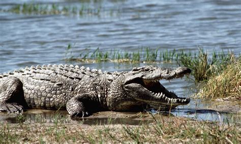 Crocodile Pics Wallpics Net Wallpapers Photos Pictures Backgrounds