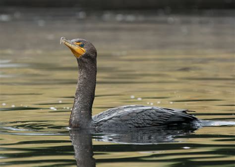 Northern California Water Birds California Rice Fields Offer