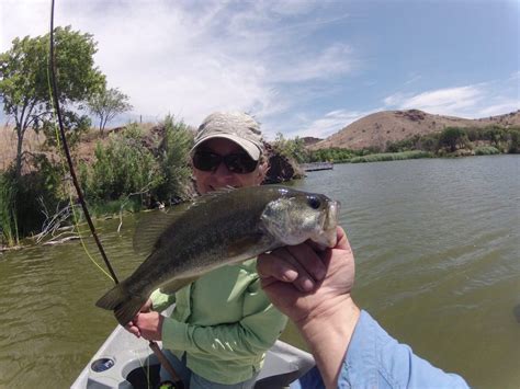 Arizona Bass Dave Brown Outfitters Fly Fishing And Wingshooting