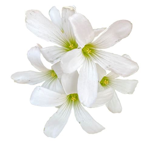 Oxalis Triangularis Flower 21911580 Png