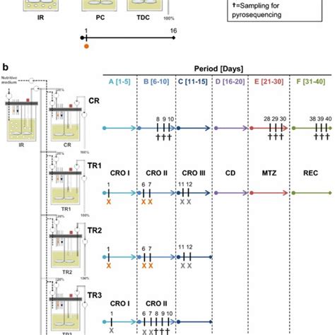 Experimental Design Of The Two Continuous Fermentation Models Amodel 1