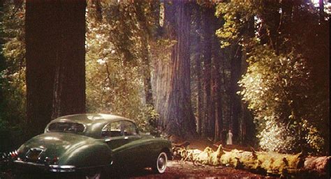 Vertigo Communing With The Redwoods — Reel Sf