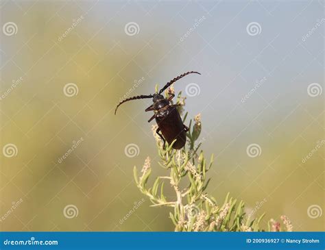 Root Borer Beetle Prionus Californicus Stock Image Image Of Crops