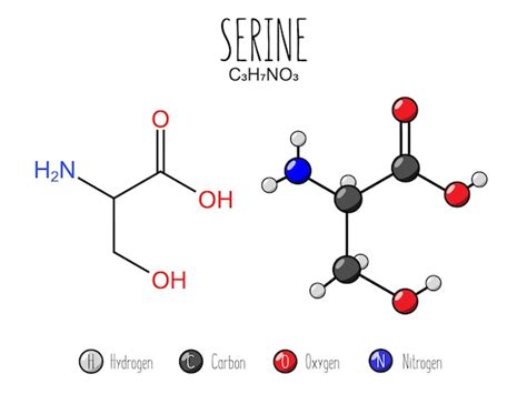 Premium Vector Serine Amino Acid Representation
