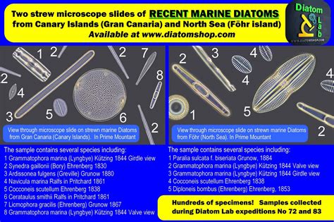 Two Strew Microscope Slides Of Recent Marine Diatoms Diatom Shop