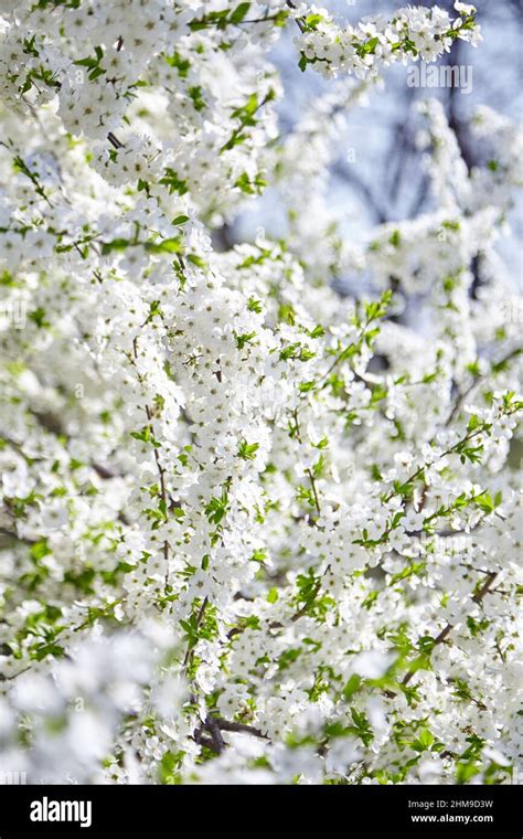 Plum Blossom White Flowers On Branches Of Tree Season Of Blooming