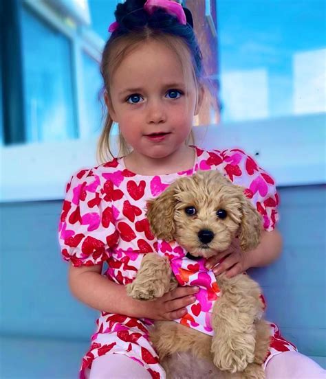 Breeder Of Cavapoo And Cavapoochon Puppies